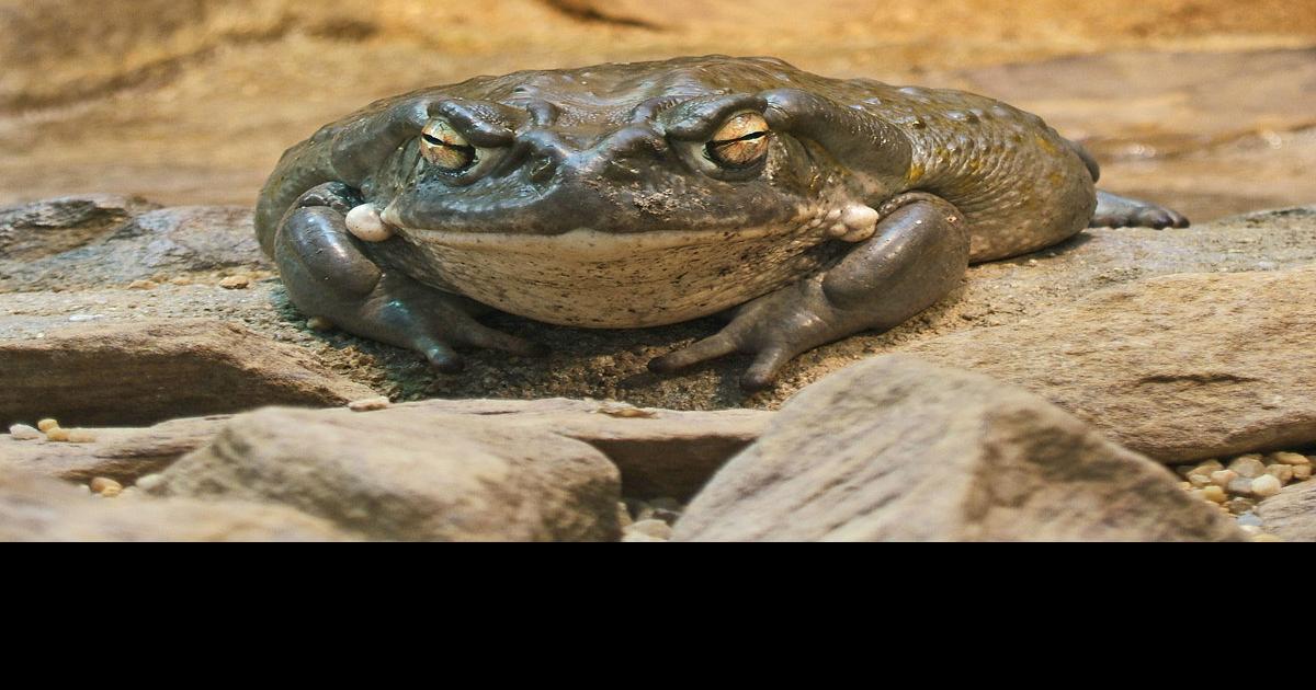 Psychedelic poisonous toads | Schools | keysnews.com