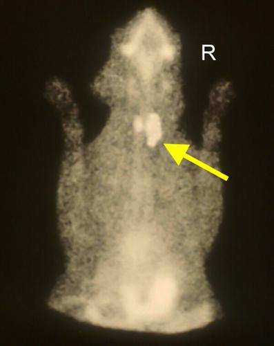 My cat has thyroid cancer! | Columns | keysnews.com