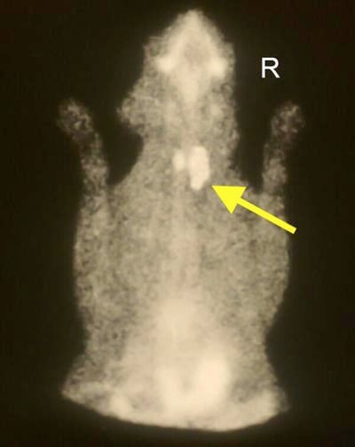 My cat has thyroid cancer! | Columns | keysnews.com