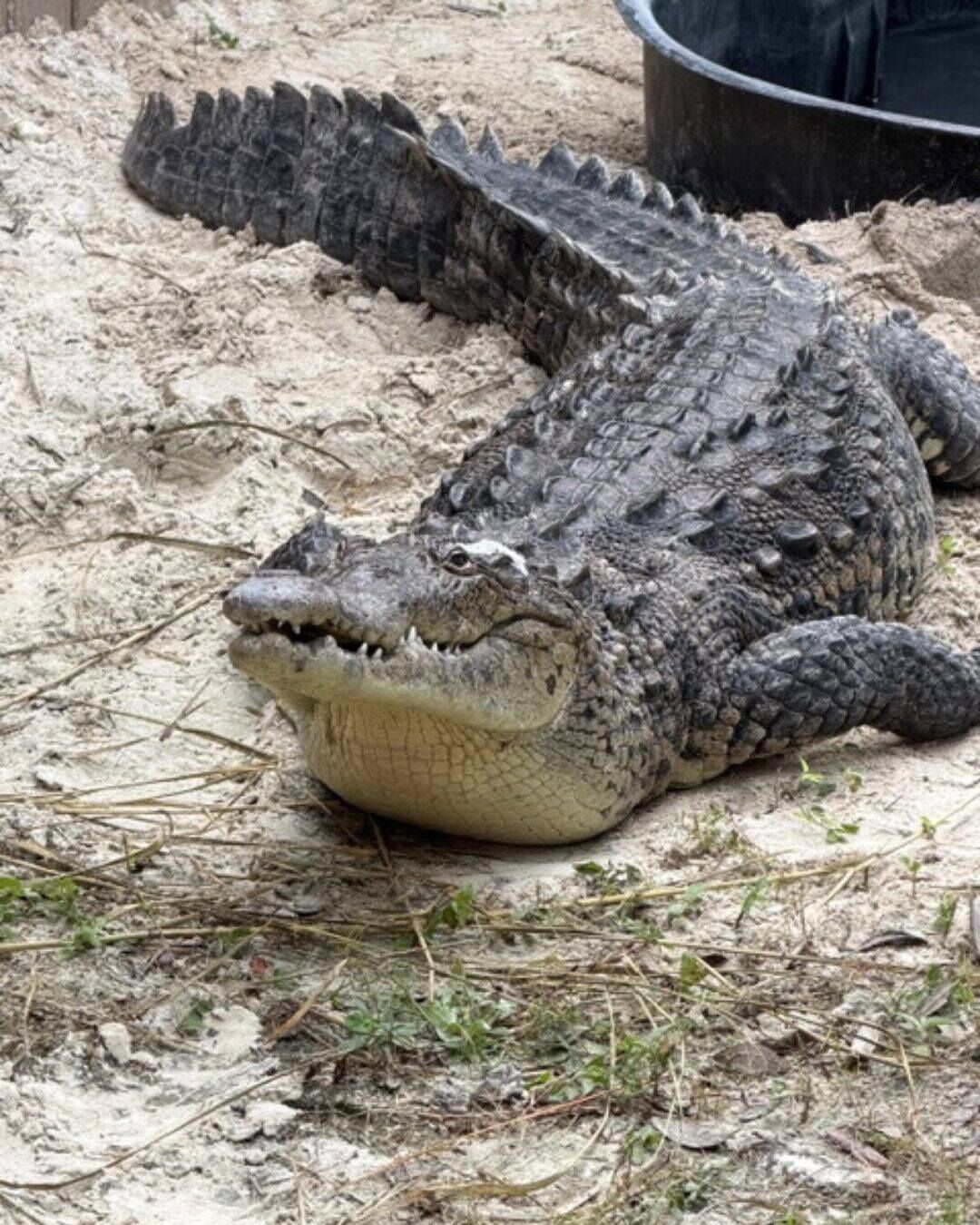 Crocodile rescued after being speared, shot in the head in Keys dies at ...