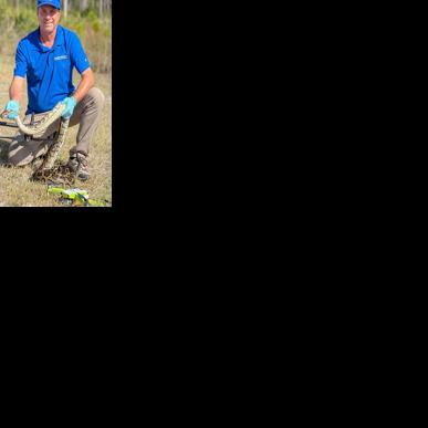 Battle against pythons could take to the air | Local News | keysnews.com