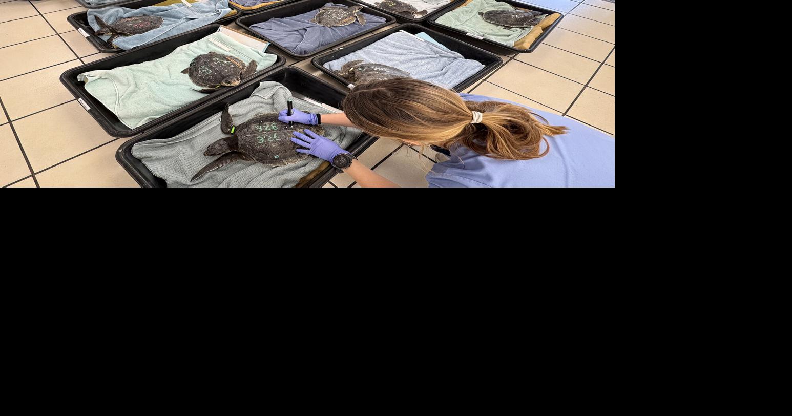'Cold-stunned' turtles warming up at Florida Keys' Turtle Hospital in ...