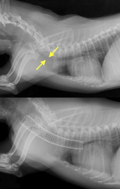 Treating collapsing tracheas in dogs | Columns | keysnews.com