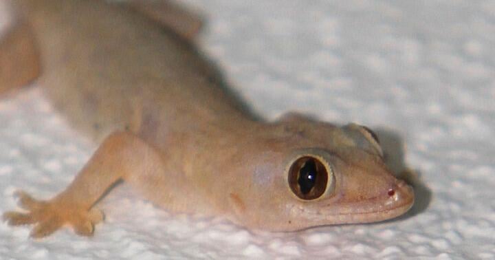 house lizard bite force