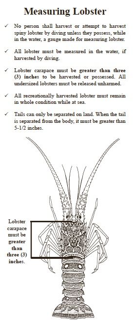 Florida Keys brace for lobster mini-season | Local News | keysnews.com