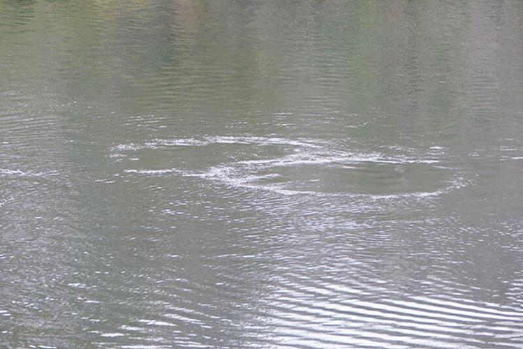 FWC: Manatees are on the move | County | keysnews.com
