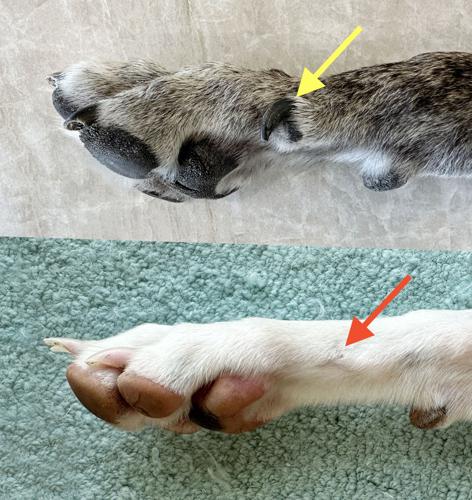 Dewclaws on dogs | Columns | keysnews.com