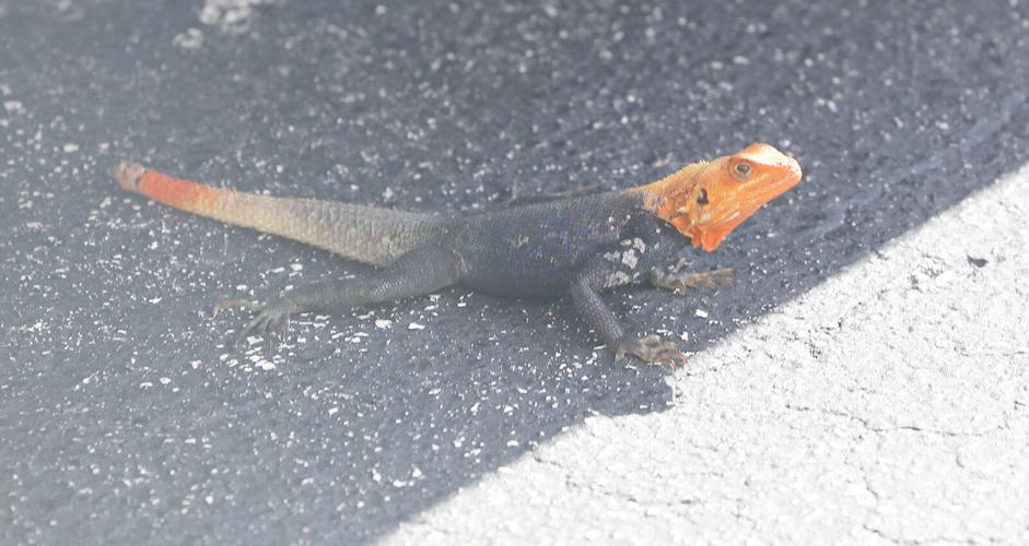 Can new invasive lizard contribute to disease spread? | Local News ...