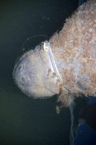 Local manatee Dually rescued from entanglement once again | Local News ...