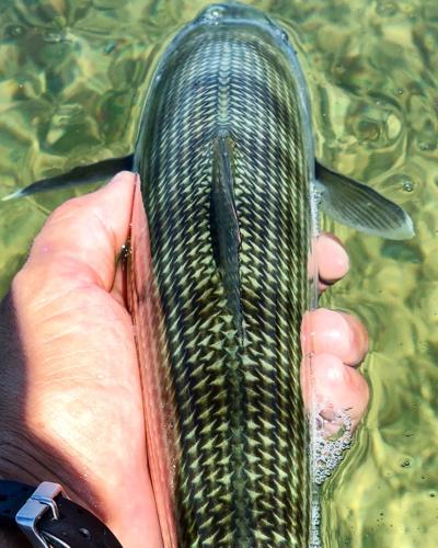 Drugs found in bonefish from Biscayne Bay to Marquesas | State ...