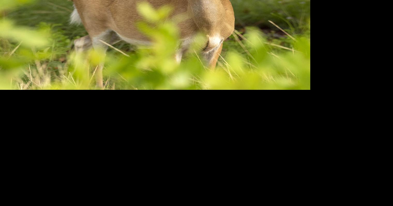 College defends, Key deer group opposes plans to redevelop old prison ...