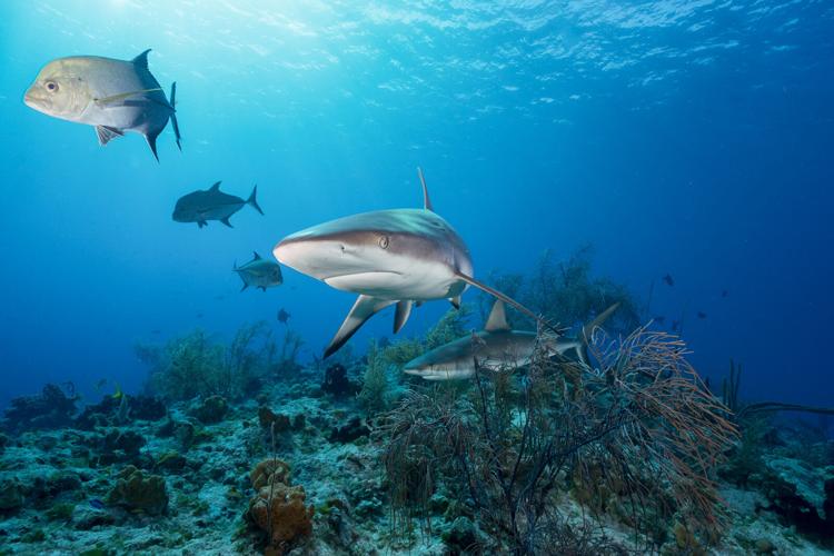 Overfishing continues to impact shark populations | County | keysnews.com