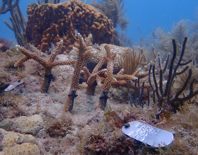 Coral restoration project ramps up | Local News | keysnews.com