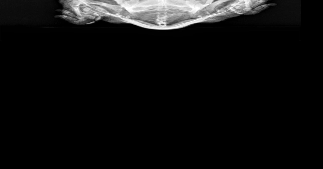 My tortoise has a bladder stone | Columns | keysnews.com