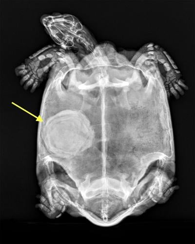 My tortoise has a bladder stone | Columns | keysnews.com