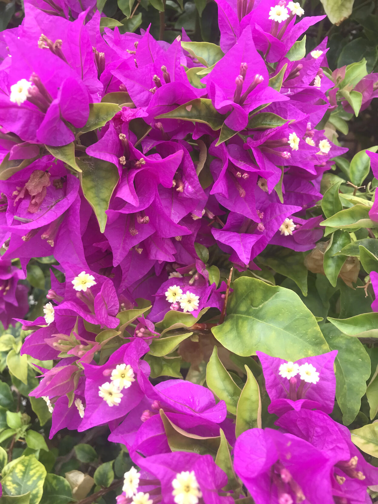 Bougainvillea unfurls seas of color | Columns | keysnews.com