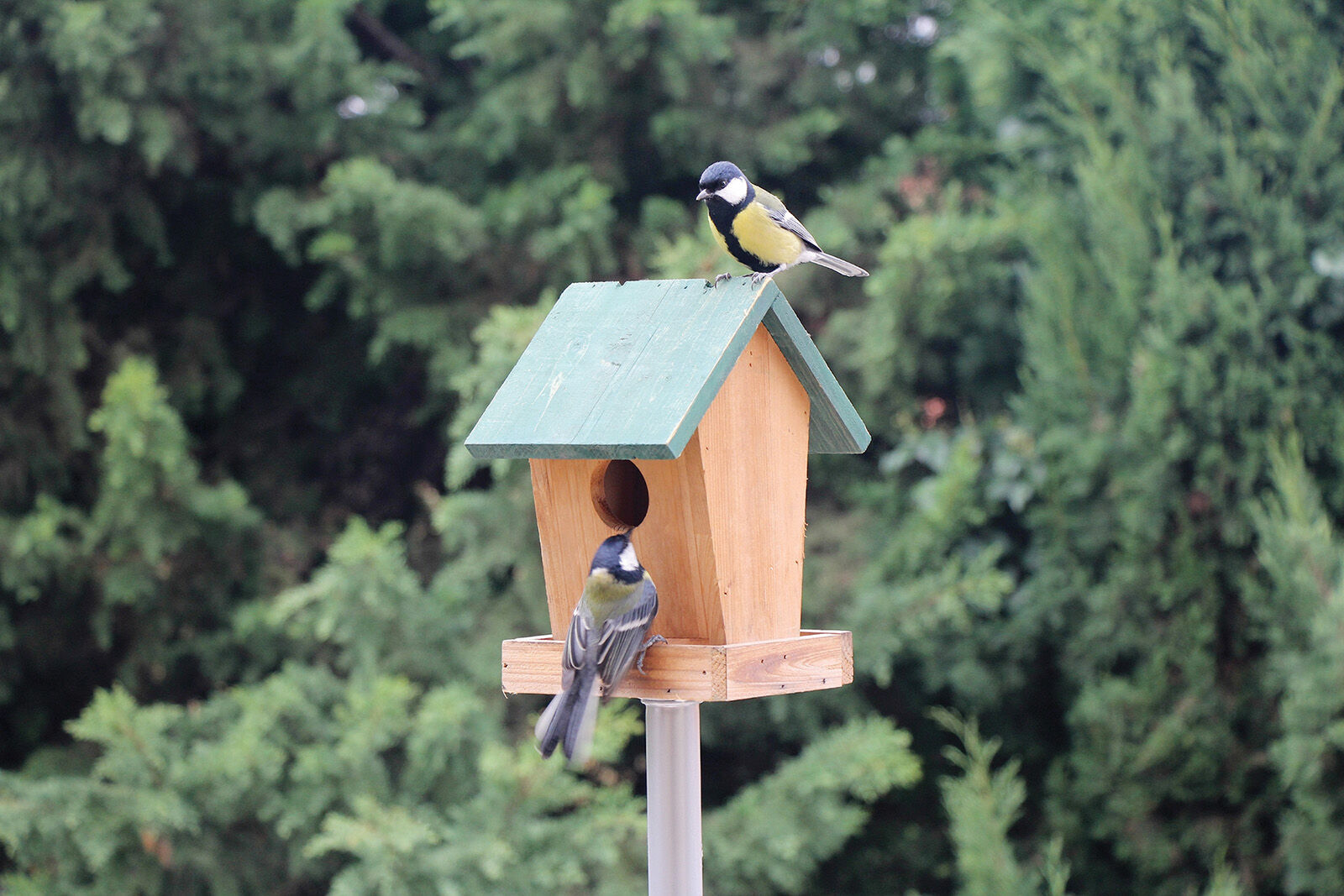 Building a birdhouse: A step-by-step DIY process | Keys Homes ...