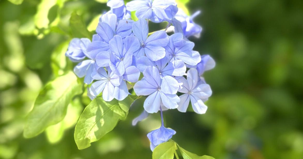 Blooms like a blue sky | Keys Homes | keysnews.com