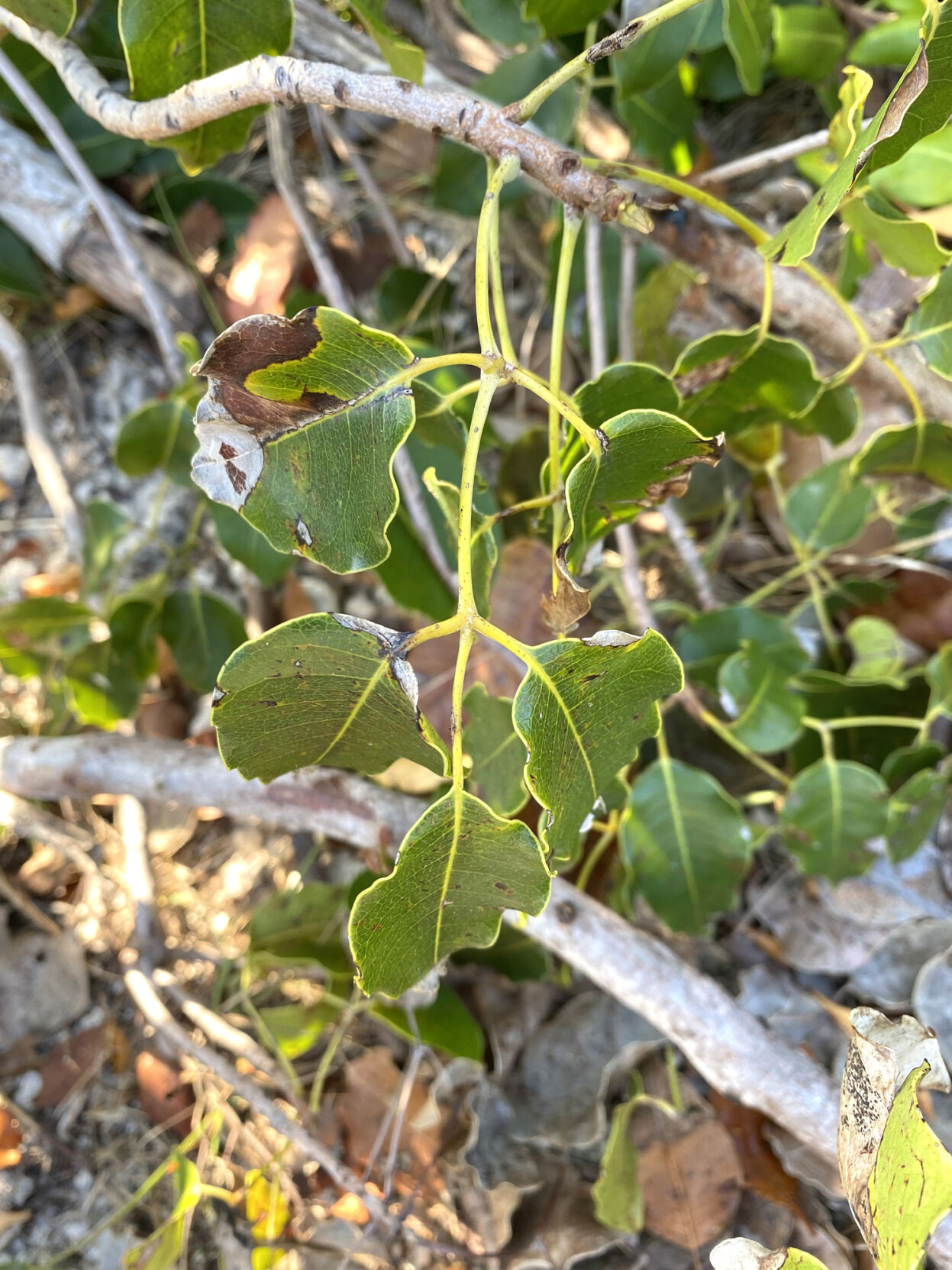 Can poisonwood hurt my dog? | Columns | keysnews.com