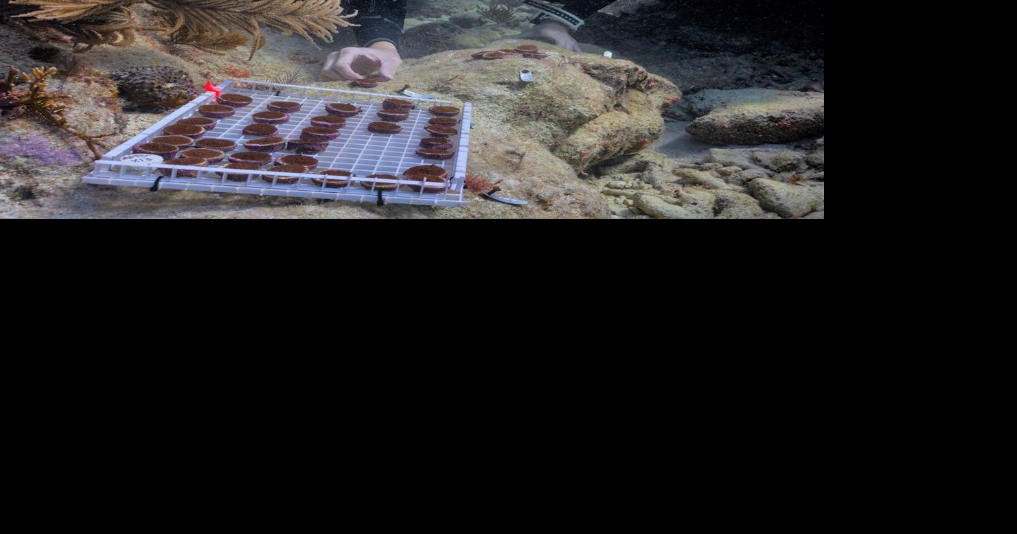 Coral restoration project ramps up | Local News | keysnews.com