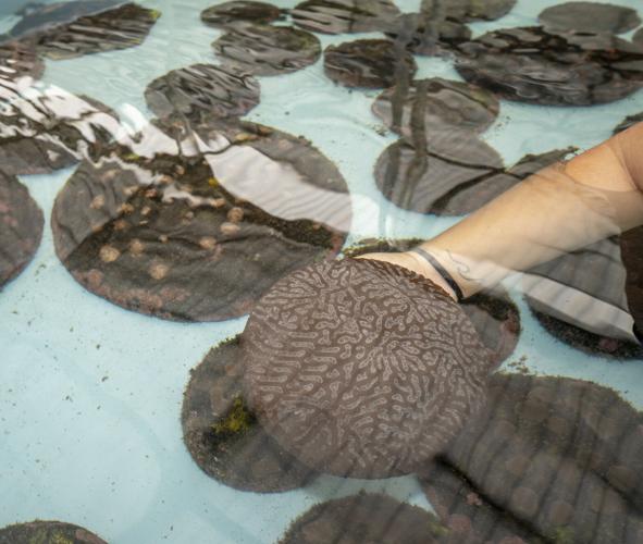 Coral restoration group hits milestone | Local News | keysnews.com
