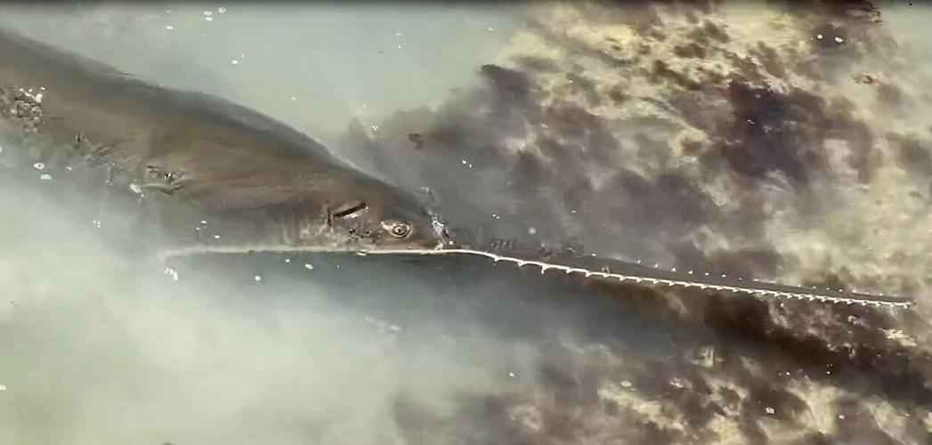 Cause of sawfish die-off in Florida Keys remains undetermined | Local ...
