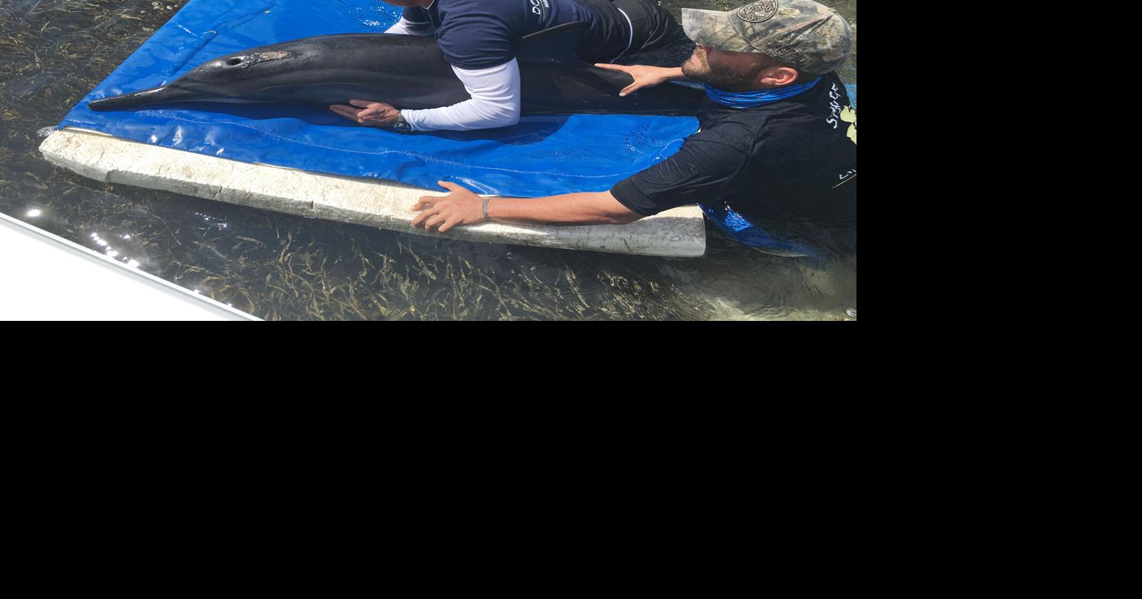 Dolphin hospital coming to Islamorada | Upper Keys | keysnews.com