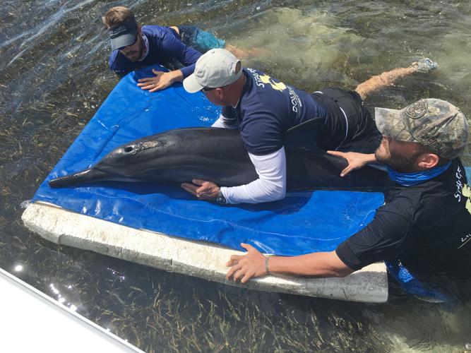 Dolphin hospital coming to Islamorada | Local News | keysnews.com