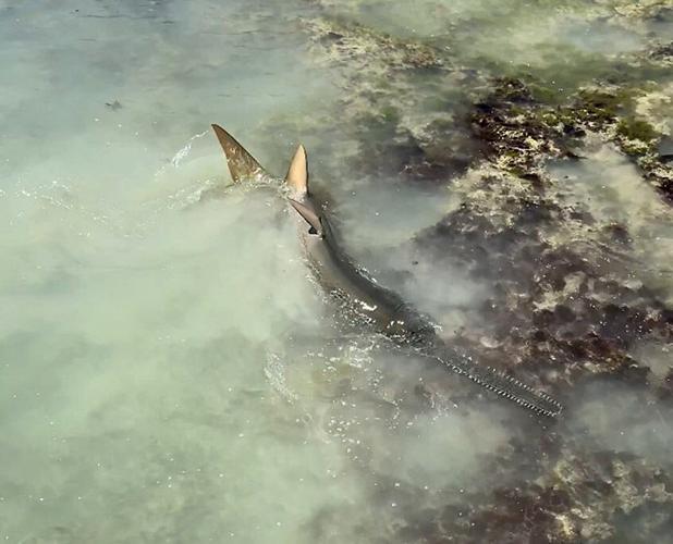 Cause of sawfish die-off in Florida Keys remains undetermined | Local ...