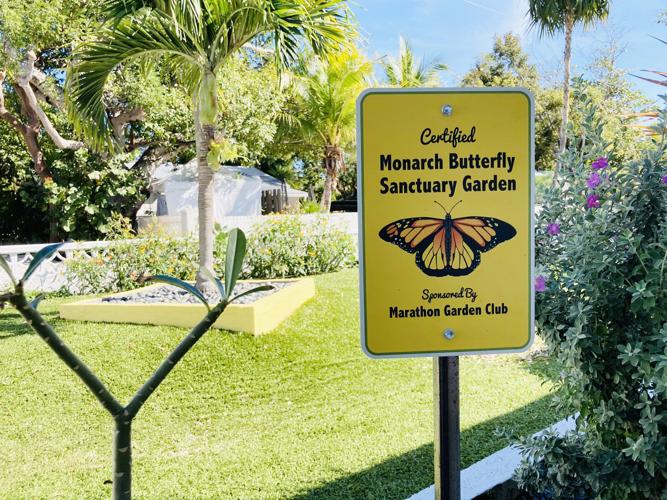 Marathon becomes monarch butterfly sanctuary | Middle Keys | keysnews.com