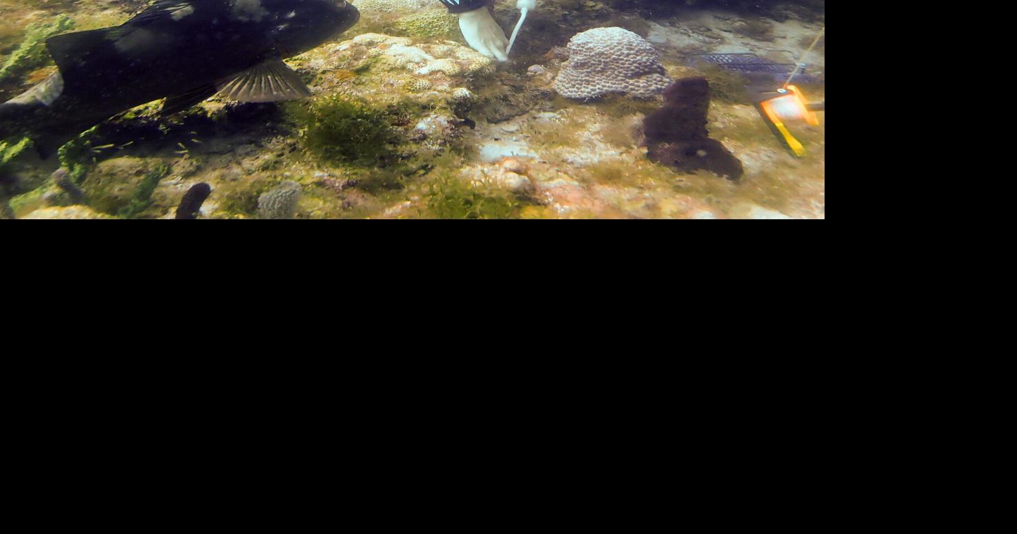 Coral work in Tortugas continues | Local News | keysnews.com