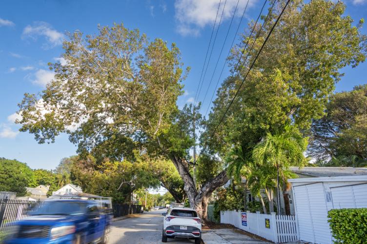 LIMB AND LIFE | Government / Politics | keysnews.com