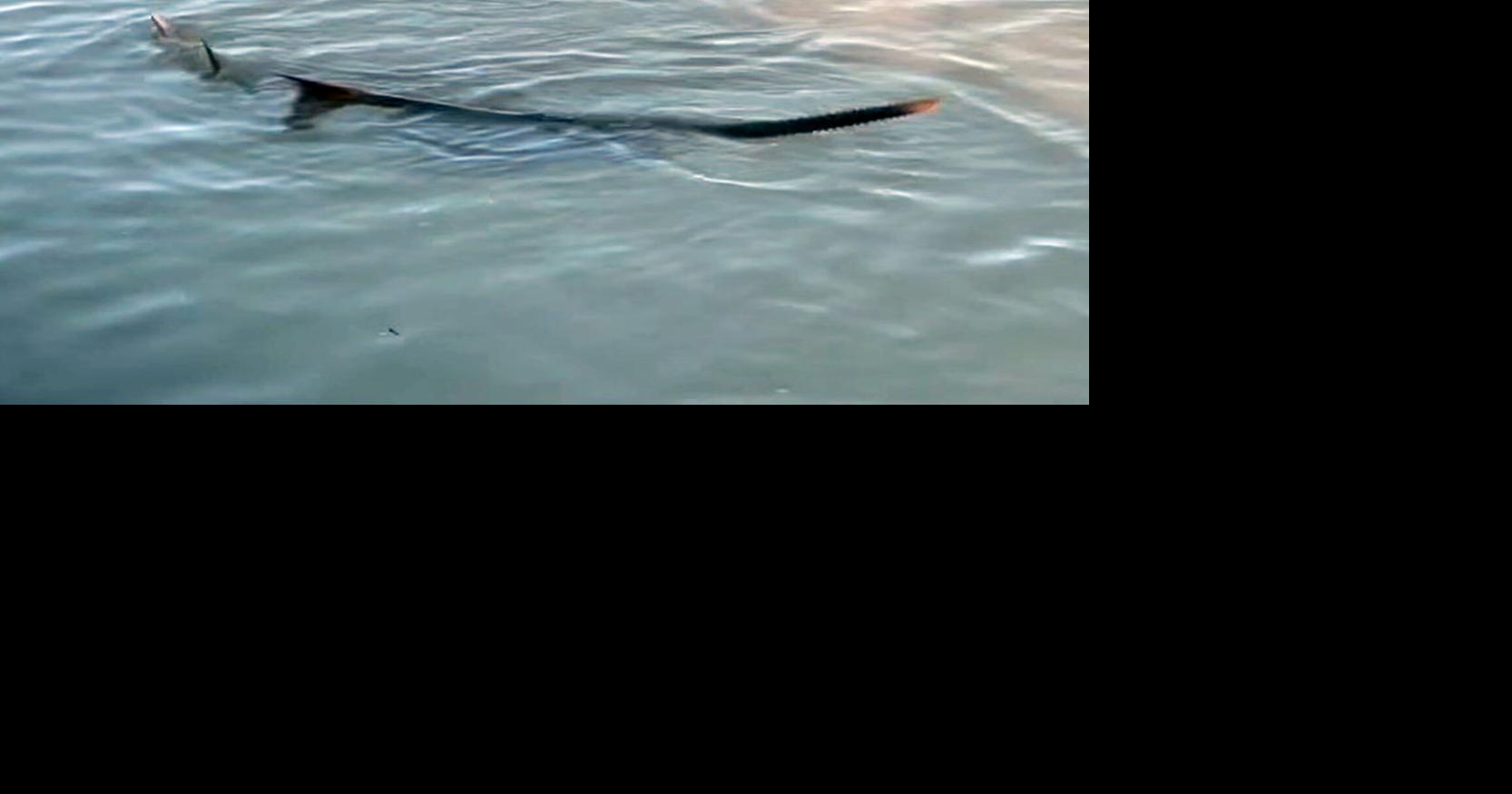 sawfish attack