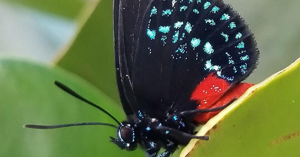 Ancient plant feeds Atala butterflies | Columns | keysnews.com