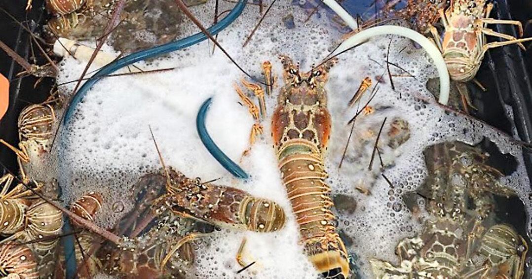 Florida Keys spiny lobster season comes to close April 1 | Local News ...