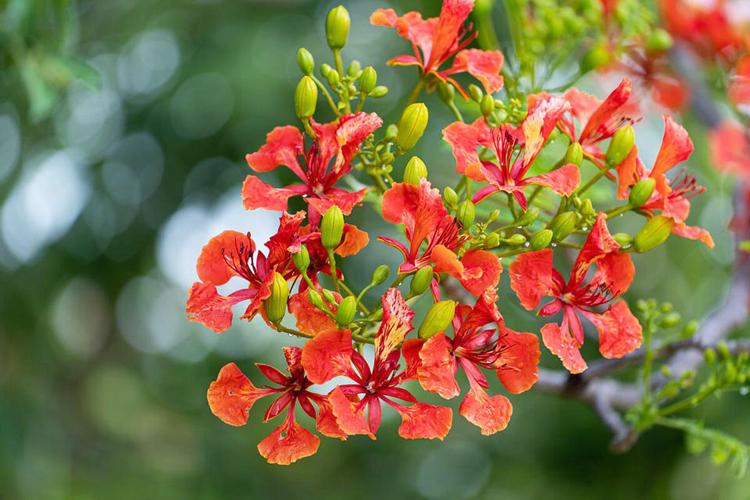flamboyant tree flower
