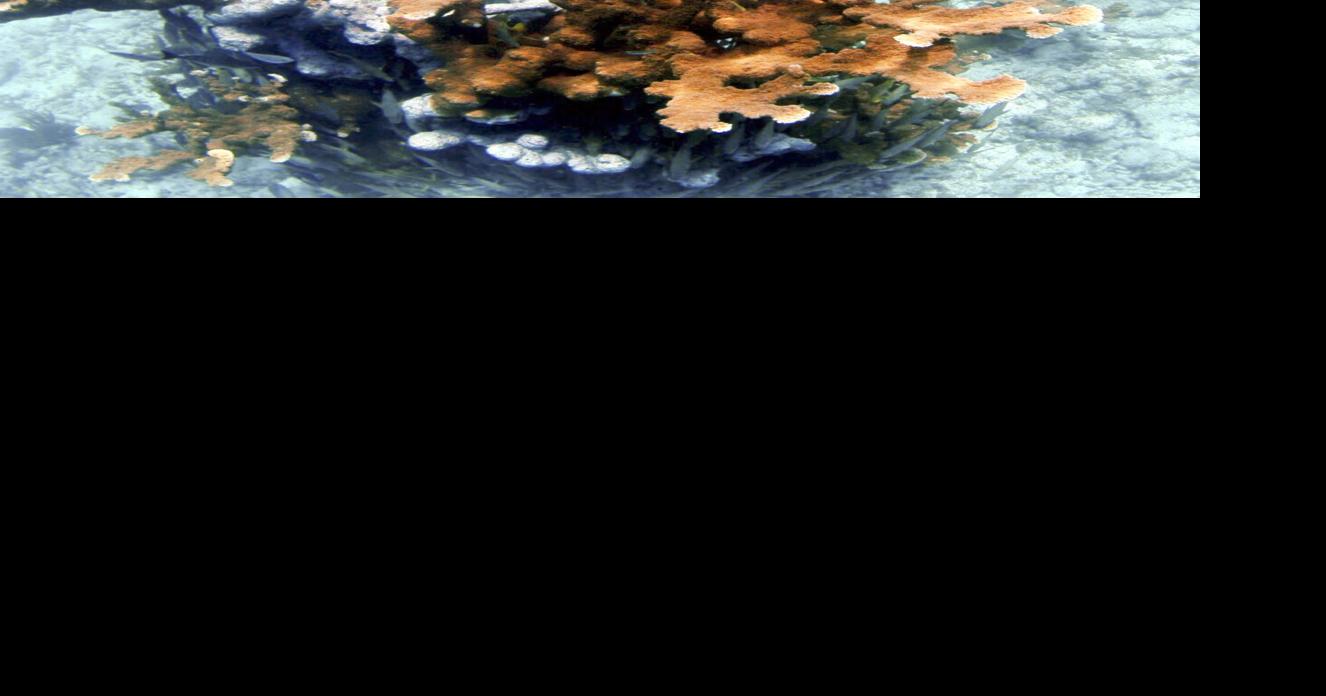 Record heatwave renders coral species functionally extinct | County ...