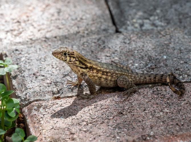 Can new invasive lizard contribute to disease spread? | Local News ...
