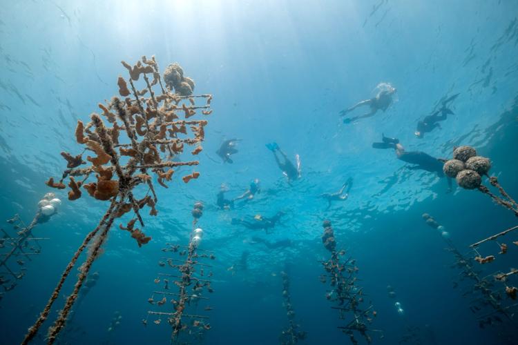 VP Harris announces $14M in Florida Keys coral projects | Local News ...