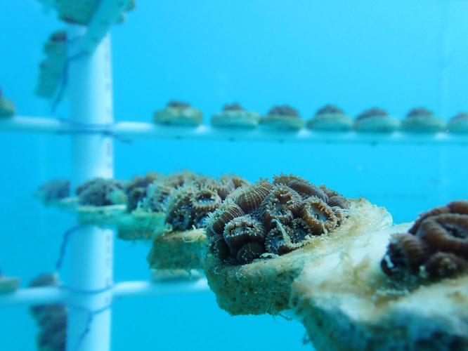 Corals replanted at ocean nurseries | Local News | keysnews.com