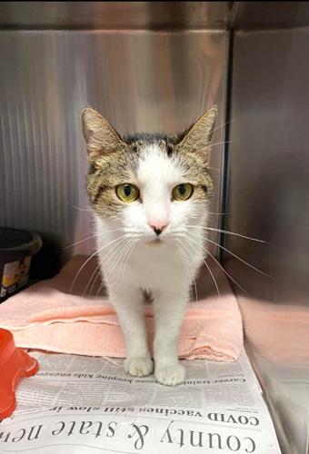 Sneakers help pet rescues take fresh step | Local News | keysnews.com