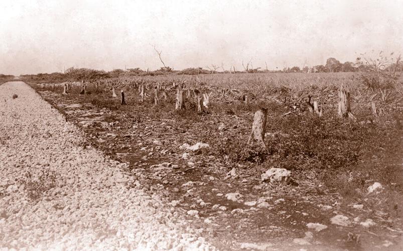 Agriculture was among early Keys industries | Columns | keysnews.com