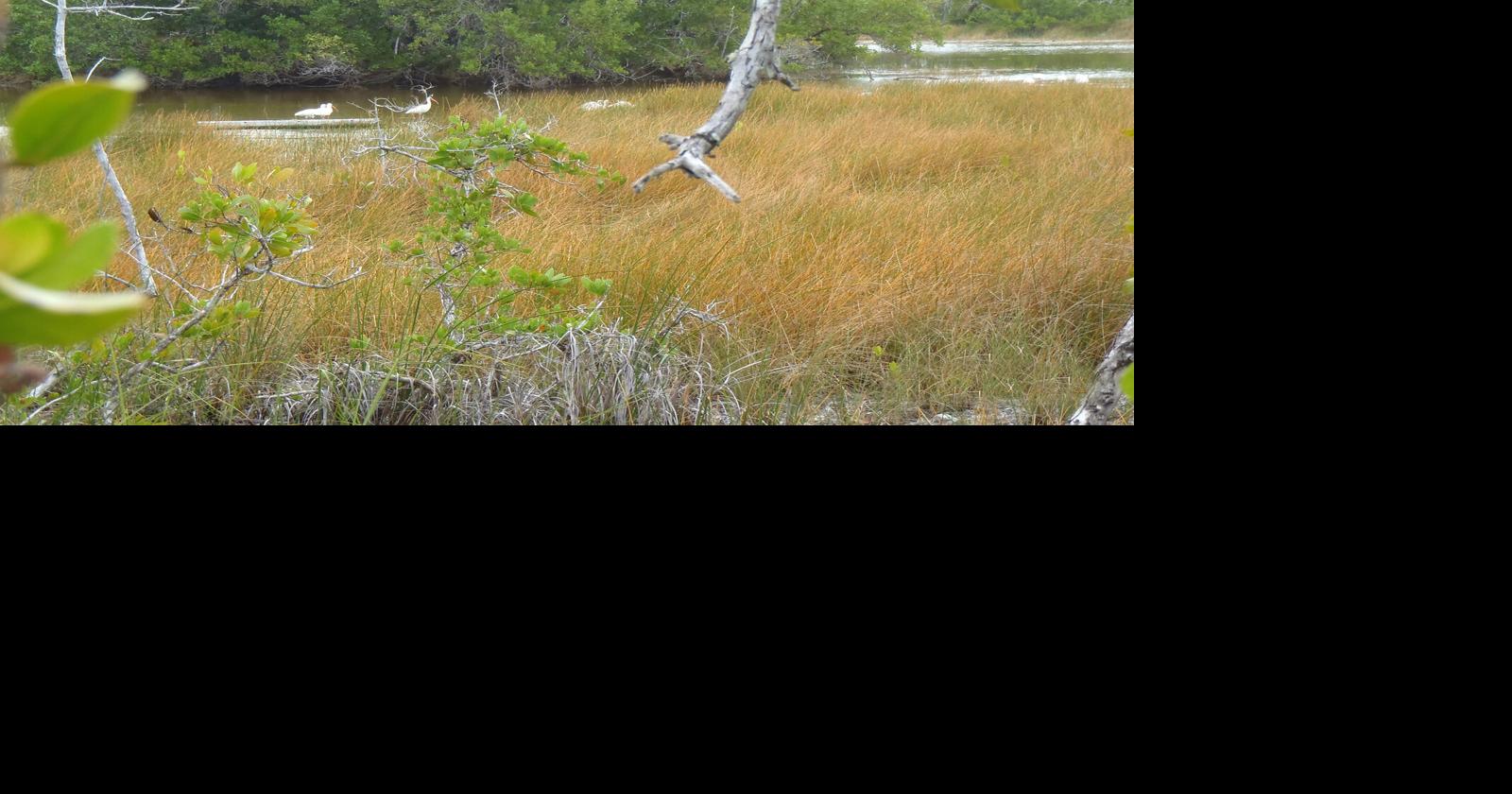 Wetland restoration project begins | Lower Keys | keysnews.com