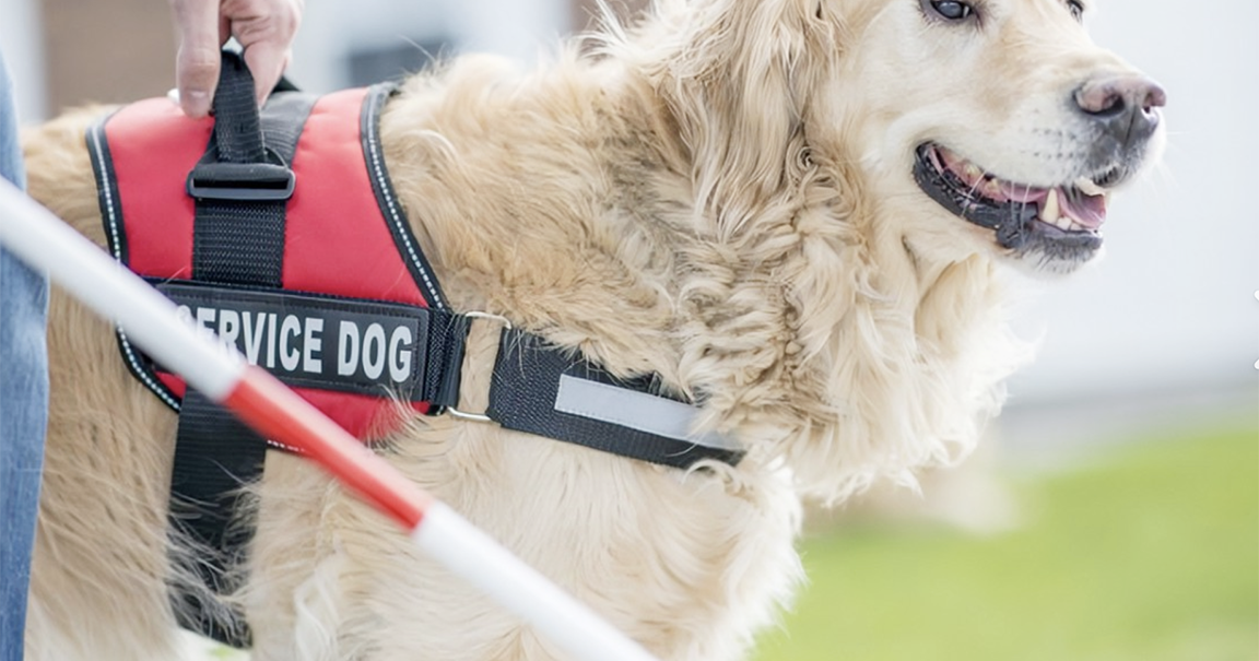 A real pet peeve: Fake service dogs | Columns | keysnews.com