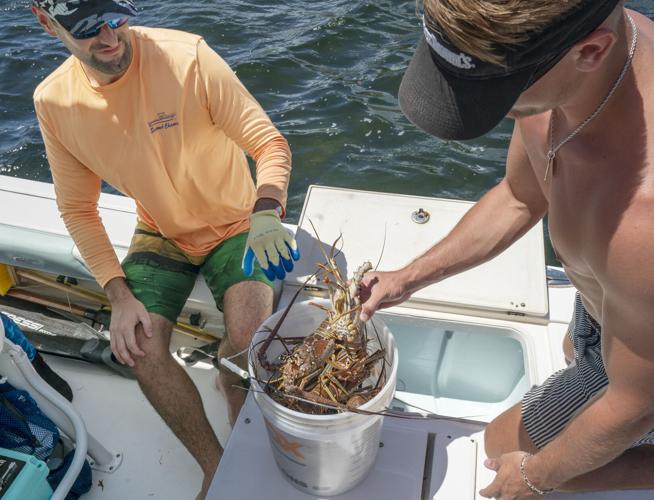 Lobster mini-season wraps up | Local News | keysnews.com
