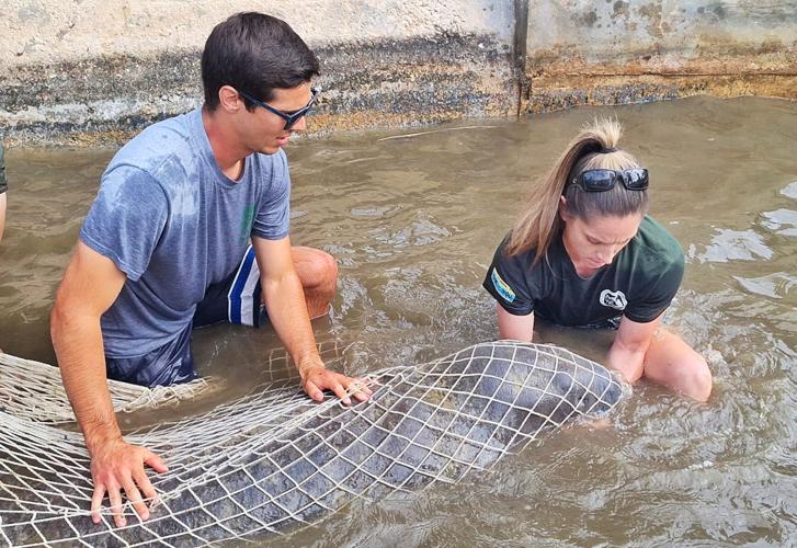 Manatee rescued from Key Largo canal | Local News | keysnews.com