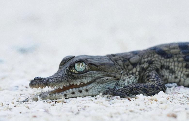 Croc Docs member to speak | Features | keysnews.com