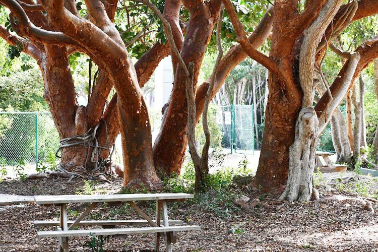 Islamorada gumbo limbo tree is nation's largest | Local News | keysnews.com