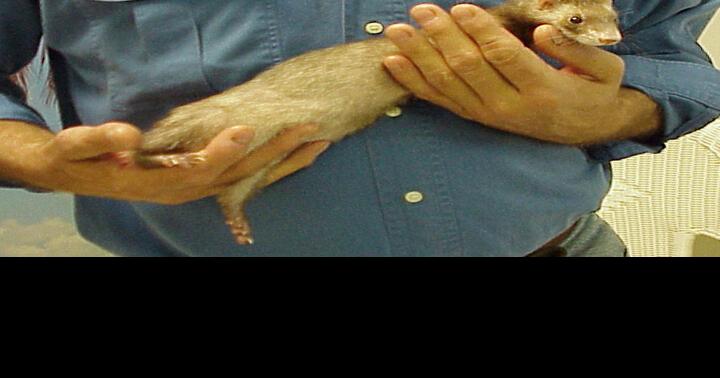New vaccine for ferrets | Columns | keysnews.com