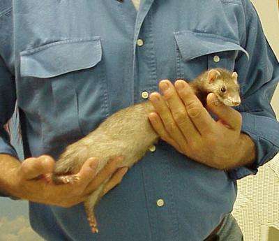 New vaccine for ferrets | Columns | keysnews.com